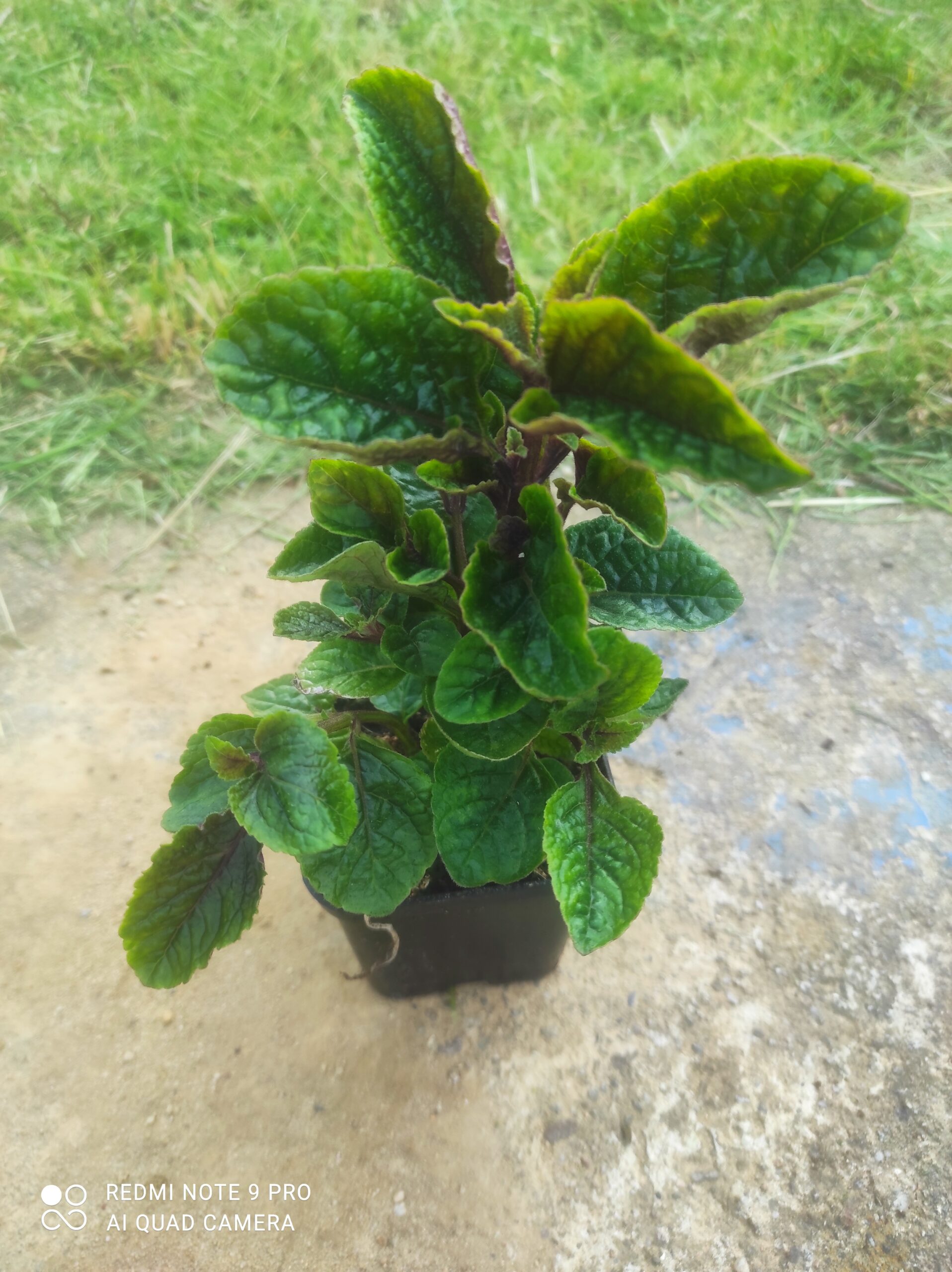 Komarzyca Nico - Kwiatki Beatki